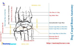 Dog Carpal Anatomy - Number, Arrangement, and Features » AnatomyLearner ...