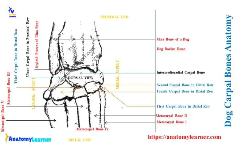 Dog Carpal Anatomy - Number, Arrangement, and Features » AnatomyLearner >> Veterinary Anatomy ...
