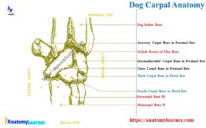 Dog Carpal Anatomy - Number, Arrangement, and Features » AnatomyLearner ...