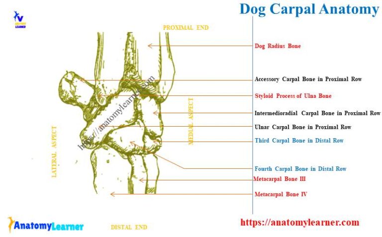 Dog Carpal Anatomy - Number, Arrangement, and Features » AnatomyLearner ...