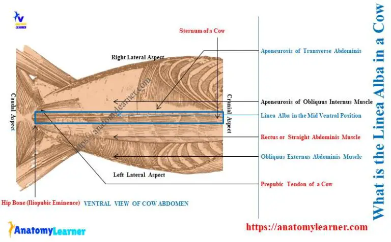 What is the Linea Alba? » AnatomyLearner >> Veterinary Anatomy Study ...