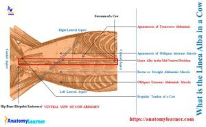 What is the Linea Alba? » AnatomyLearner >> Veterinary Anatomy Study ...