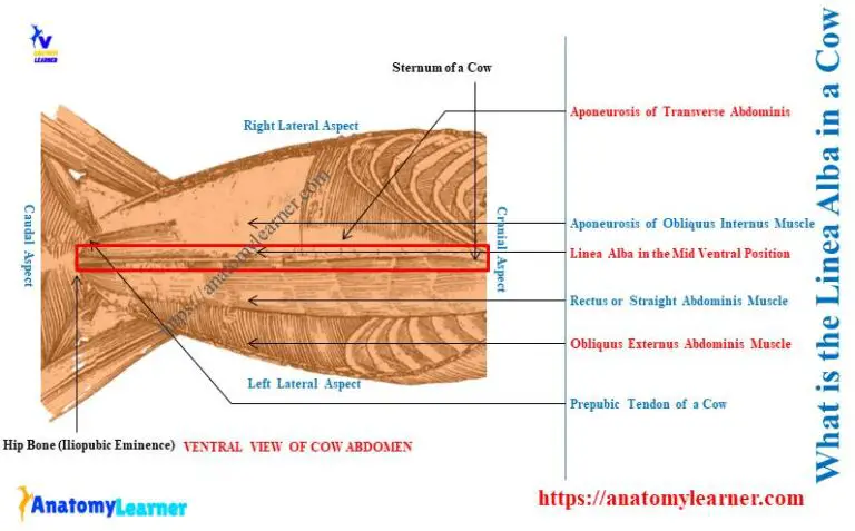 What is the Linea Alba? » AnatomyLearner >> Veterinary Anatomy Study ...