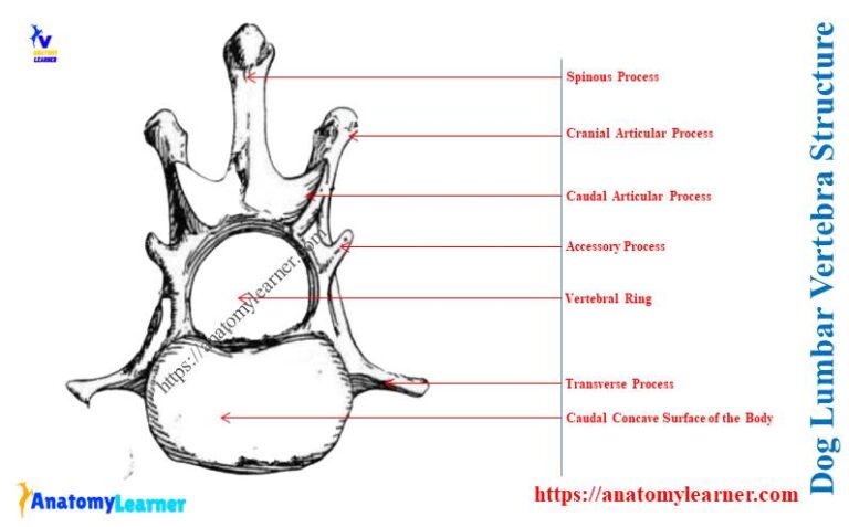 Dog Lumbar Vertebrae - Number and Anatomy with Diagram » AnatomyLearner ... Dog Lumbar Vertebrae - Number and Anatomy with Diagram » AnatomyLearner ...