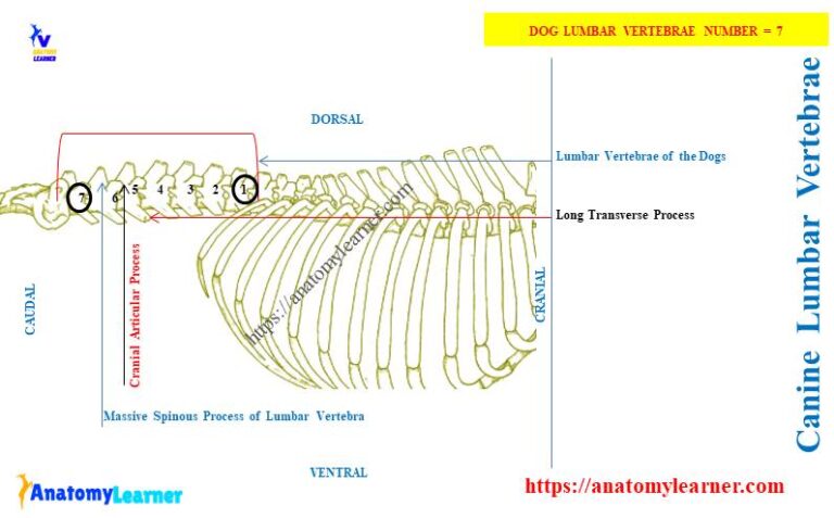 Dog Lumbar Vertebrae - Number and Anatomy with Diagram » AnatomyLearner ...