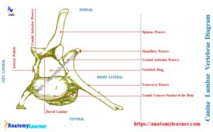 Dog Lumbar Vertebrae - Number and Anatomy with Diagram » AnatomyLearner ...