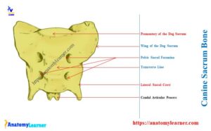 Dog Sacrum Anatomy - How Many Sacral Vertebrae do Dogs Have ...