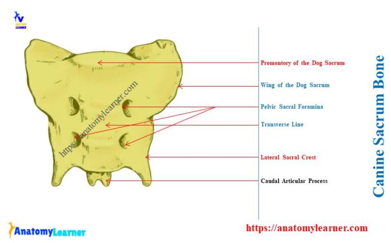 Dog Sacrum Anatomy - How Many Sacral Vertebrae do Dogs Have ...