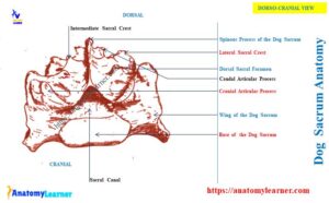 Dog Sacrum Anatomy - How Many Sacral Vertebrae do Dogs Have ...