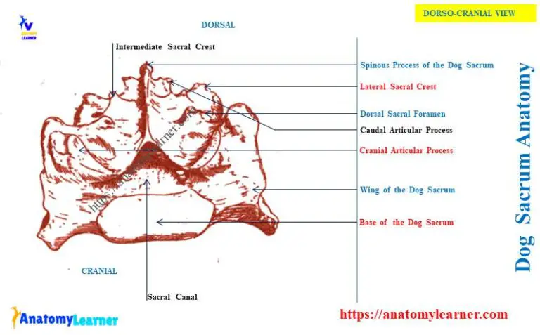 Dog Sacrum Anatomy - How Many Sacral Vertebrae do Dogs Have ...