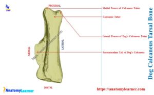 Dog Tarsal Bones - Canine Tarsus Anatomy with Diagram » AnatomyLearner ...
