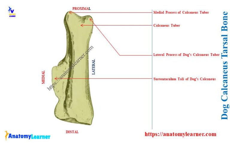 Dog Tarsal Bones - Canine Tarsus Anatomy with Diagram » AnatomyLearner >> Veterinary Anatomy ...