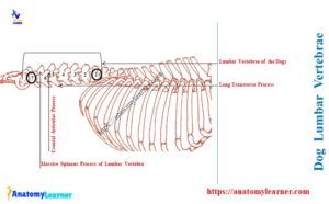 Dog Lumbar Vertebrae - Number and Anatomy with Diagram » AnatomyLearner ...