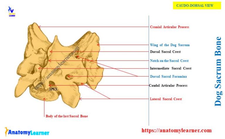 Dog Sacrum Anatomy - How Many Sacral Vertebrae do Dogs Have ...