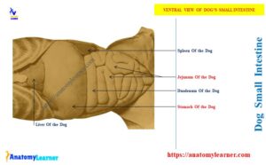 How Long is a Dogs Small Intestine? » AnatomyLearner >> Veterinary ...