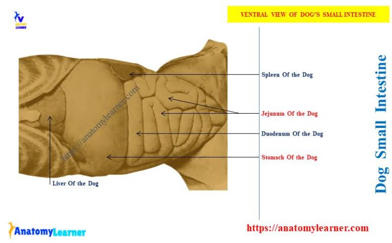 How Long is a Dogs Small Intestine? » AnatomyLearner >> Veterinary ...