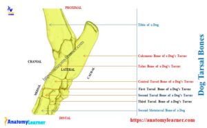 Dog Tarsal Bones - Canine Tarsus Anatomy with Diagram » AnatomyLearner ...