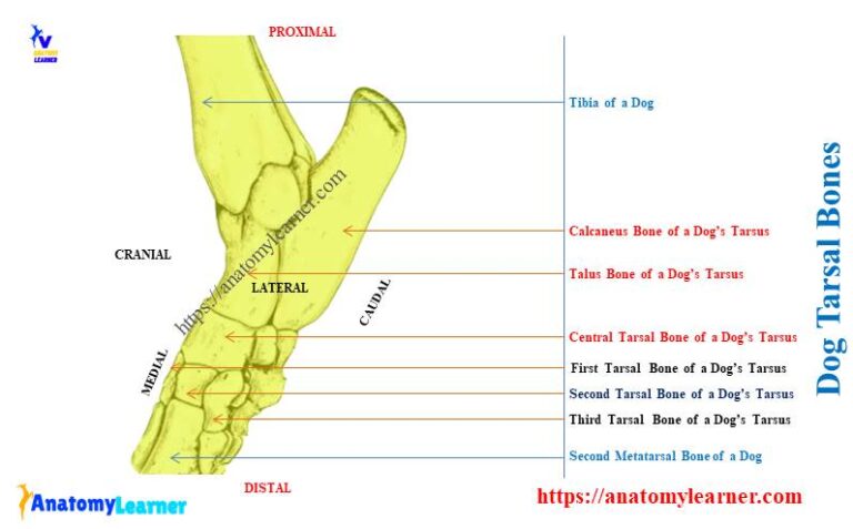 Dog Tarsal Bones - Canine Tarsus Anatomy with Diagram » AnatomyLearner ...