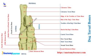 Dog Tarsal Bones - Canine Tarsus Anatomy with Diagram » AnatomyLearner ...