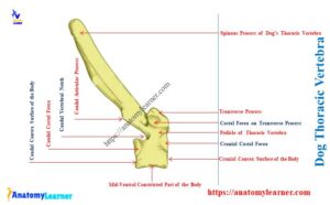 How Many Thoracic Vertebrae Does a Normal Dog Have? » AnatomyLearner ...