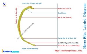 How Many Pairs of Ribs Does a Horse Have? » AnatomyLearner ...