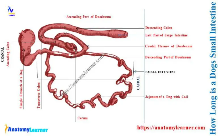 How Long is a Dogs Small Intestine? » AnatomyLearner >> Veterinary ...