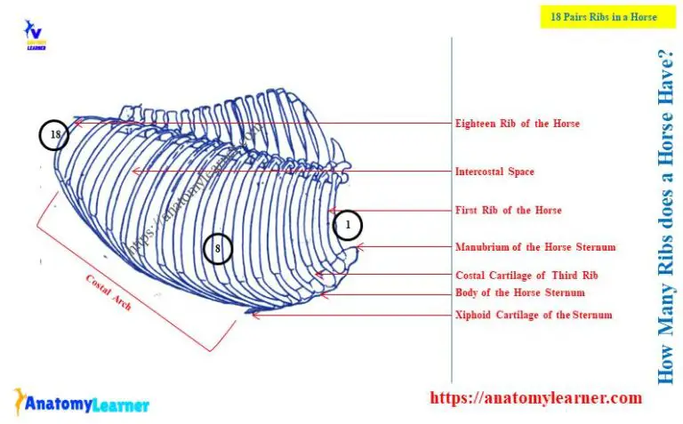 How Many Pairs of Ribs Does a Horse Have? » AnatomyLearner ...