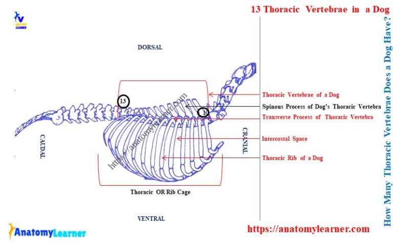 How Many Thoracic Vertebrae Does a Normal Dog Have? » AnatomyLearner ...