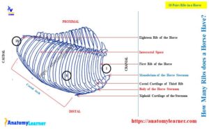 How Many Pairs of Ribs Does a Horse Have? » AnatomyLearner ...