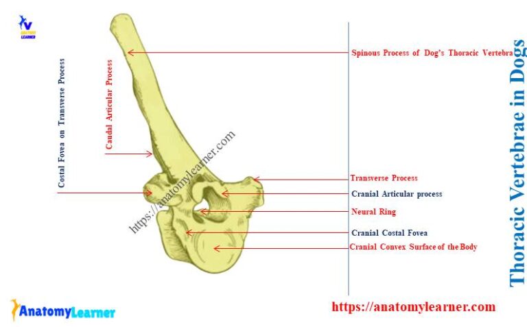 How Many Thoracic Vertebrae Does a Normal Dog Have? » AnatomyLearner ...