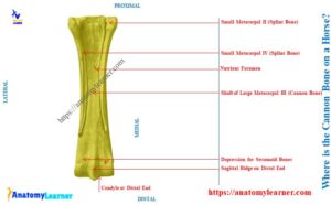Where is the Cannon Bone on a Horse? » AnatomyLearner >> Veterinary ...