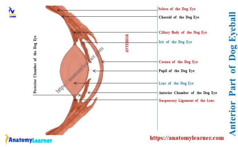 Dog Eye Anatomy - Eyeball, Eyelids, and Muscles with Diagram ...