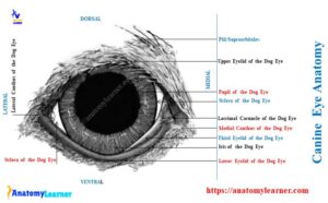Dog Eye Anatomy - Eyeball, Eyelids, and Muscles with Diagram ...