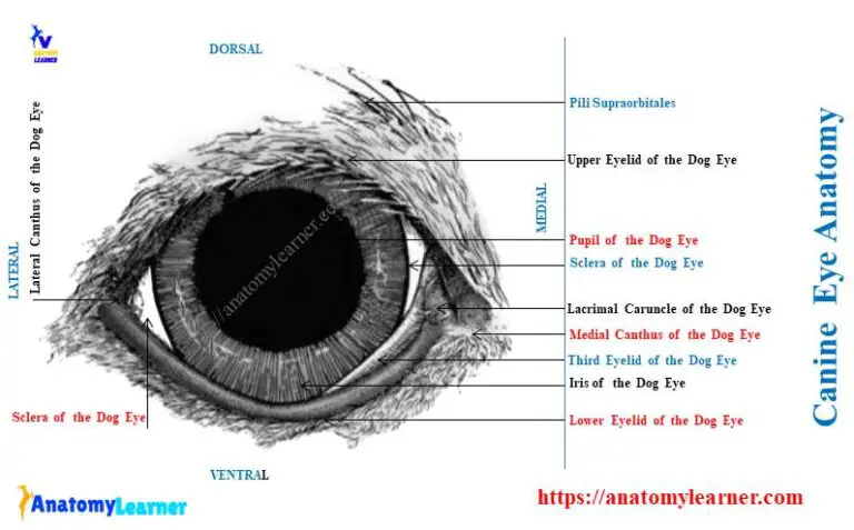 Dog Eye Anatomy - Eyeball, Eyelids, and Muscles with Diagram ...