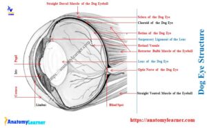 Dog Eye Anatomy - Eyeball, Eyelids, and Muscles with Diagram ...