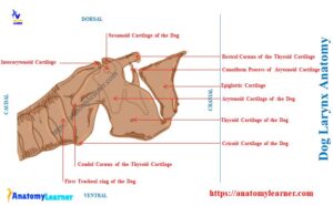Dog Larynx Anatomy - Laryngeal Cartilage, Cavity, and Muscles ...