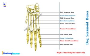 Dog Sesamoid Bones - Number and Location with Diagram » AnatomyLearner ...