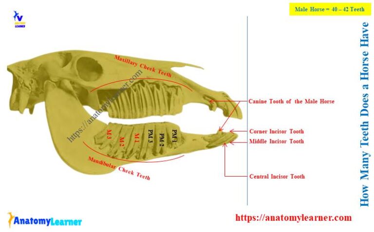 How Many Teeth Does a Horse Have? » AnatomyLearner >> Veterinary ...