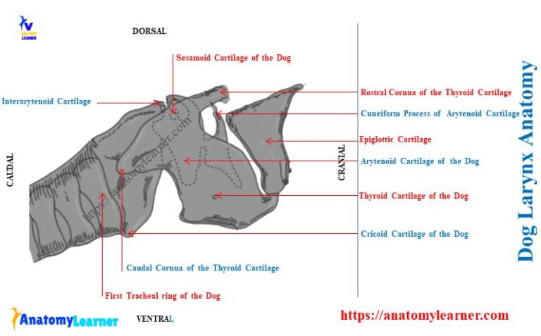 Dog Larynx Anatomy - Laryngeal Cartilage, Cavity, and Muscles ...