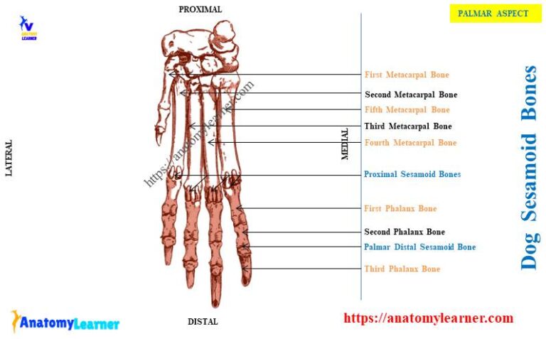 Dog Sesamoid Bones - Number and Location with Diagram » AnatomyLearner ...