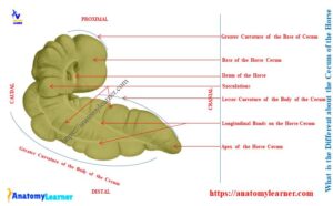 What is the Different about the Cecum of the Horse Anatomy ...