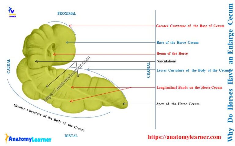 What is the Different about the Cecum of the Horse Anatomy ...