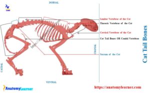 Cat Tail Bones Anatomy with Diagram » AnatomyLearner >> Veterinary ...