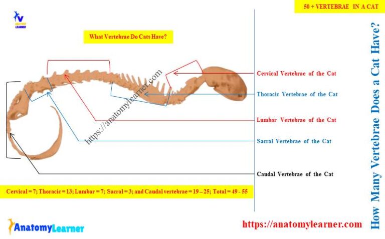 How Many Vertebrae Does a Cat Have? » AnatomyLearner >> Veterinary ...