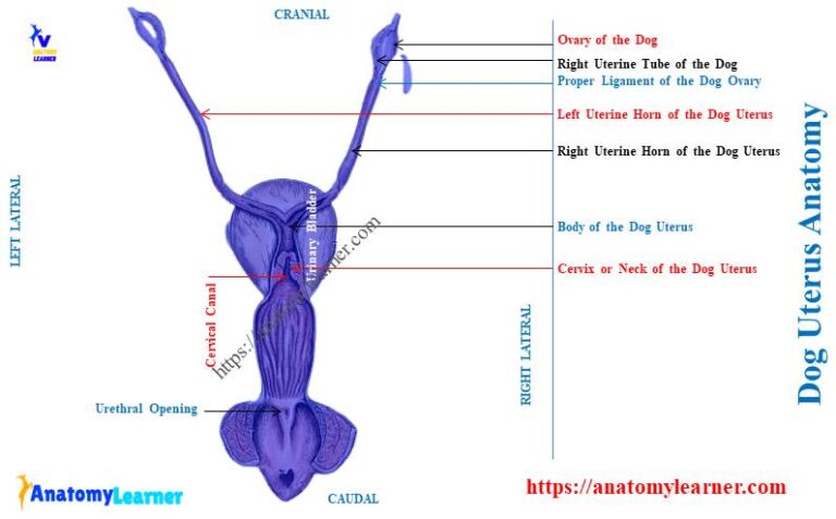 Dog Uterus Anatomy - Location, Parts and Ligaments with Diagram ...