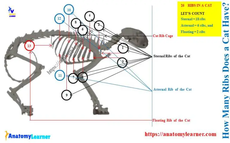 How Many Ribs Does a Cat Have? [13 or 26] » AnatomyLearner ...