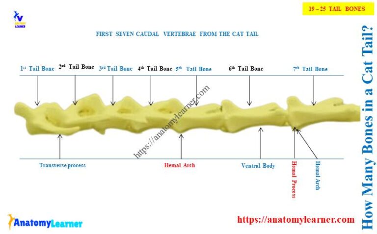 Cat Tail Bones Anatomy with Diagram » AnatomyLearner >> Veterinary ...