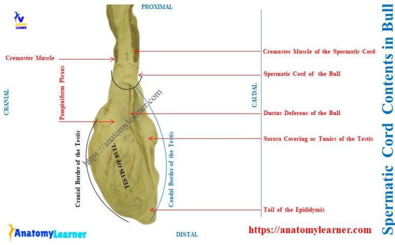 Spermatic Cord Contents of Animals (Bull, Dog, Stallion ...
