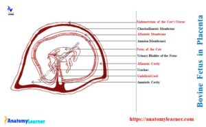 Placenta of a Cow: What are Cotyledons and Caruncles in Cows ...