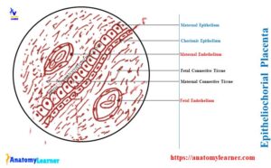 Placenta of a Cow: What are Cotyledons and Caruncles in Cows ...